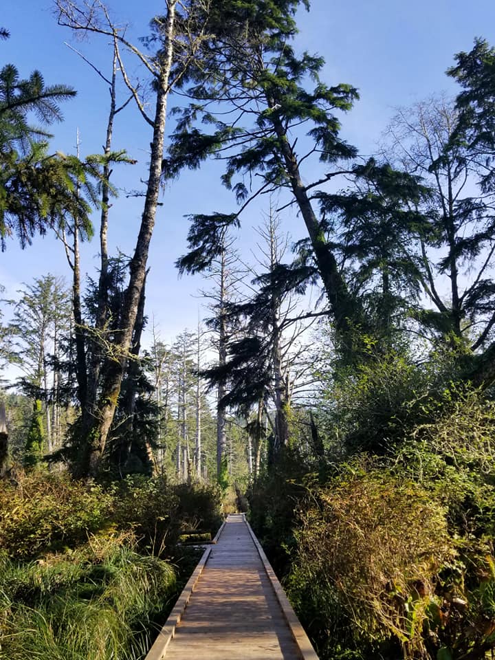 Enjoy this Easy Coastal Hike Through an Old Growth Forest - Rockaway Beach